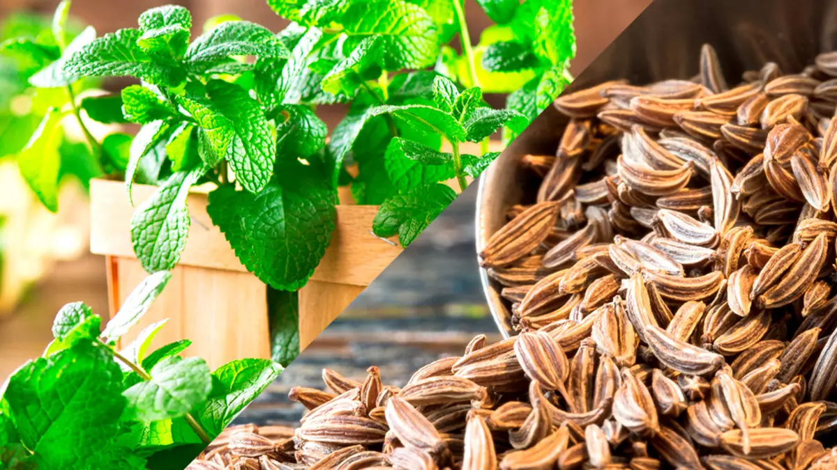 New Study Reveals Impact of Menthacarin® on Gut Microbiota and SCFA ...